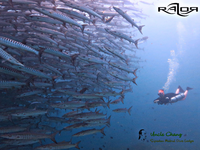 Fun Dive - Mataking Route | Uncle Chang Dive Resort, Sipadan, Malaysia